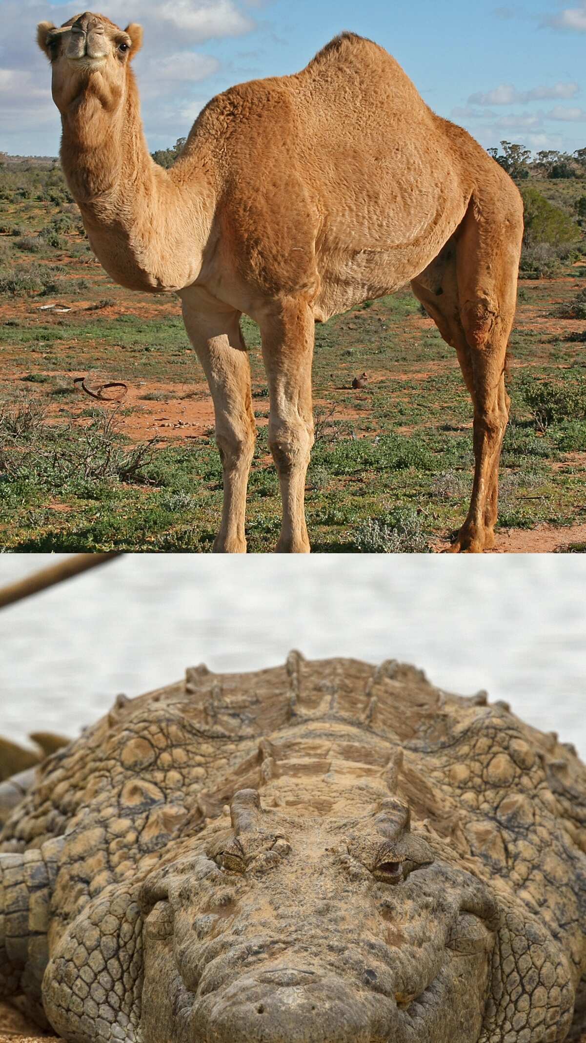 8 animals that can survive without food