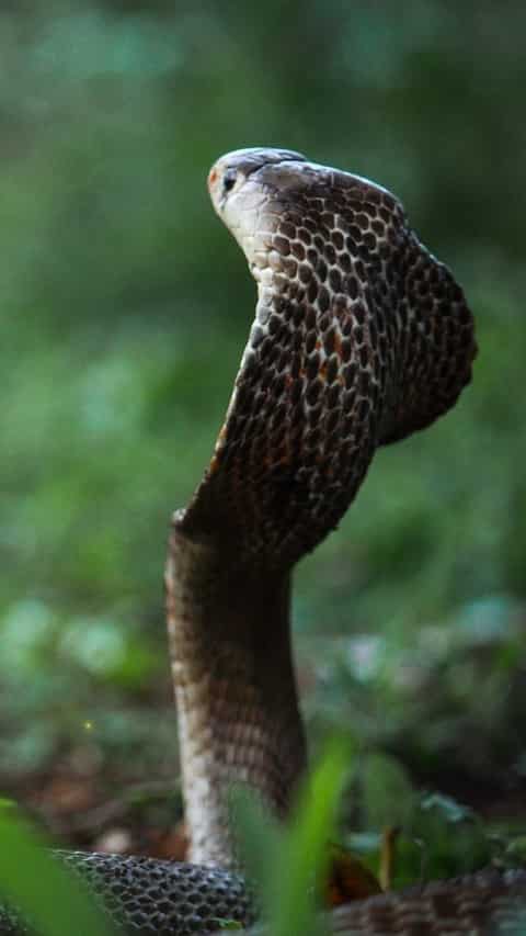 King cobra vs viper: Which is more dangerous
