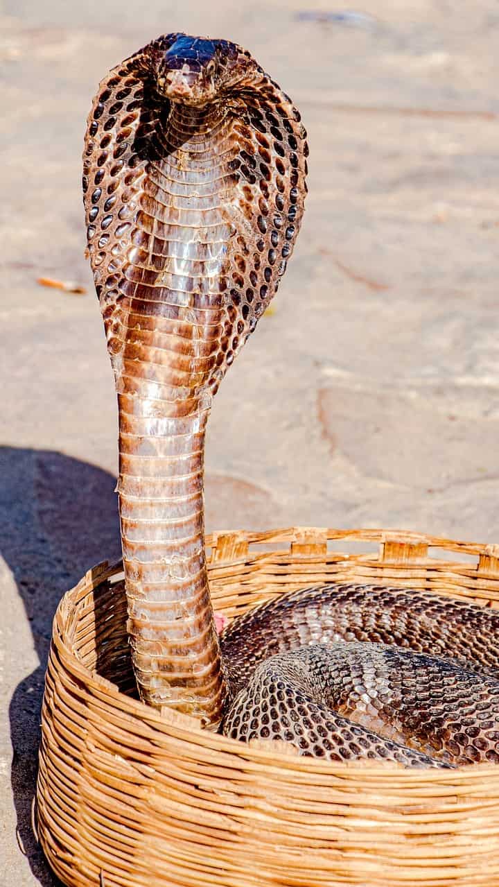 Cobra Vs Viper Differences - Infoupdate.org