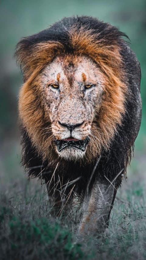 8 animals that live more than 100 years