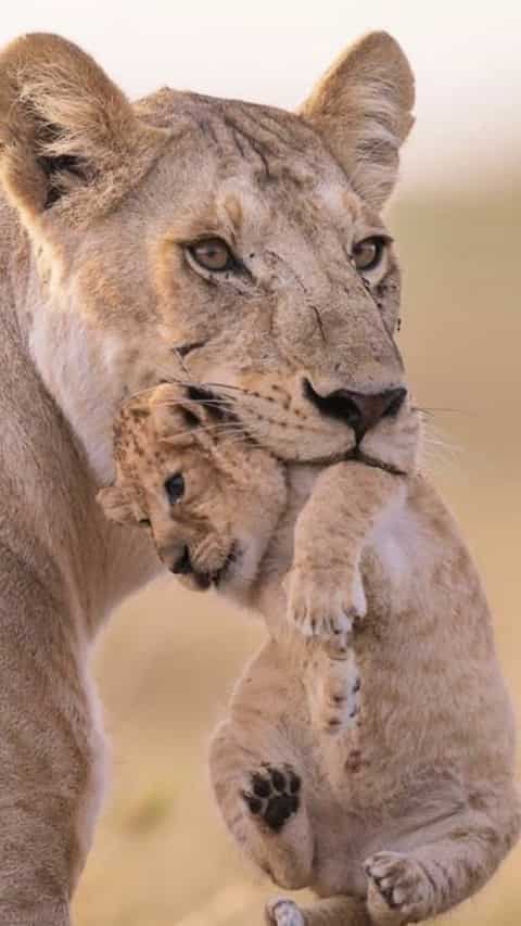 8 most strict animal moms in wild