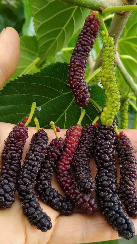 8 fruits that boost stamina