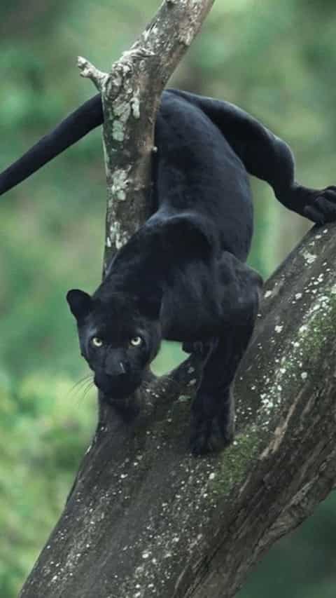 8 animals that live on trees