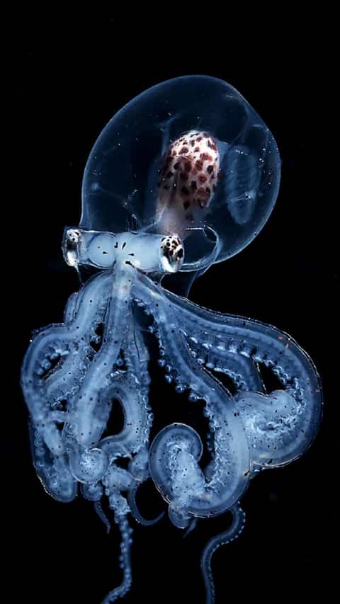 8 animals that have more than one heart