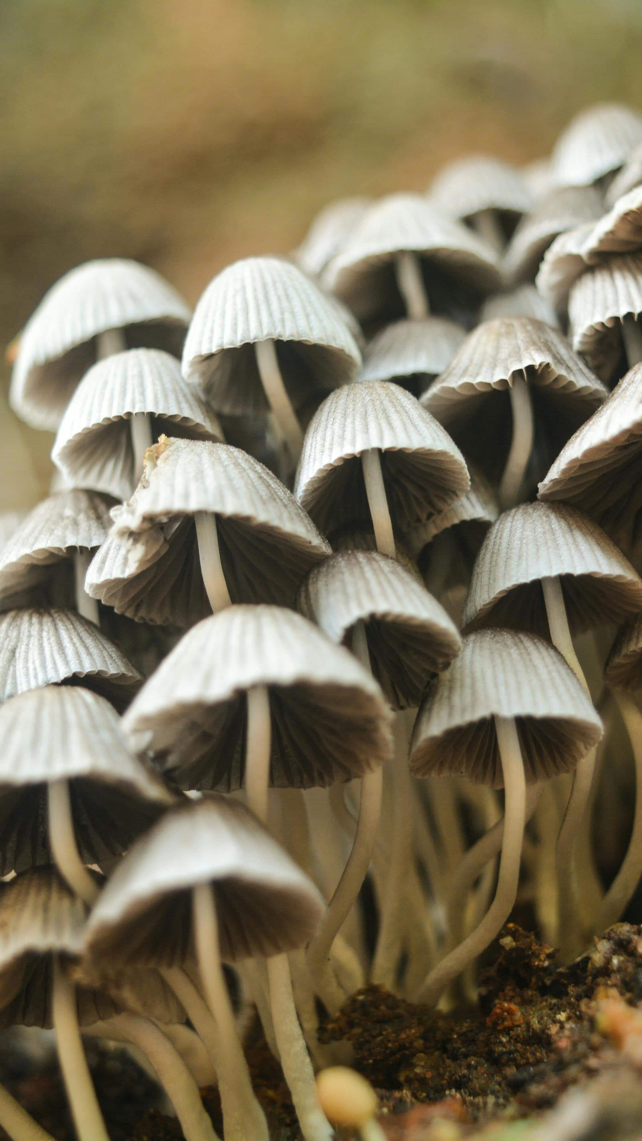 8 poisonous foods for human body