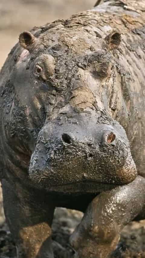 8 stinkiest animals on Earth