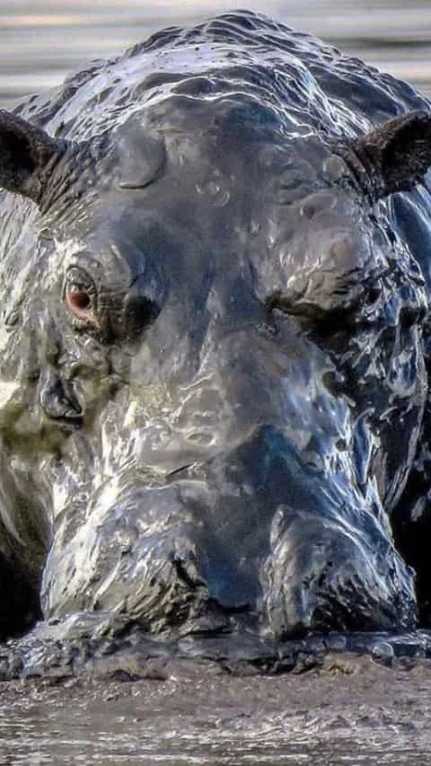 8 animals that live in mud