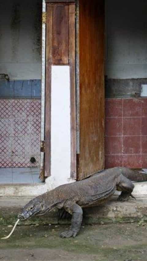 8 largest lizards in the world