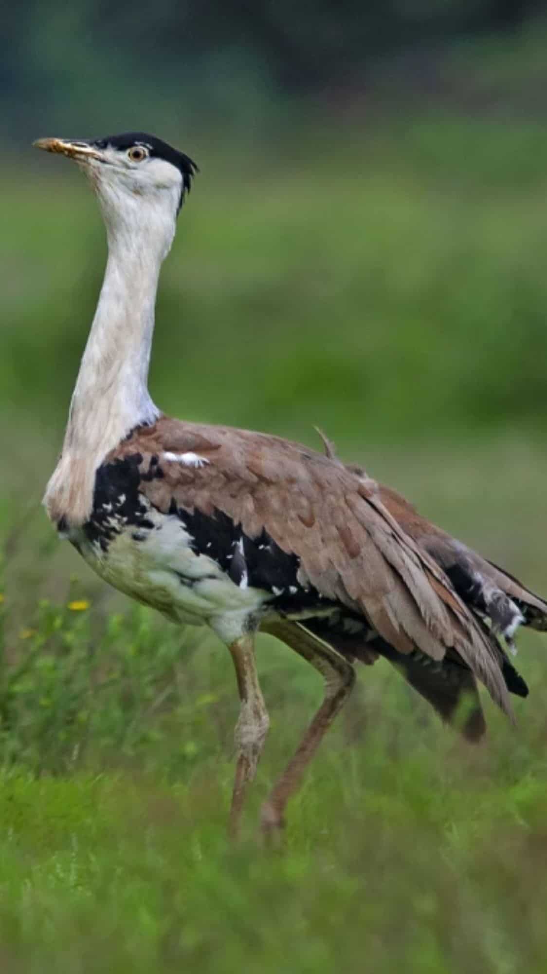 7 rarest birds found in India