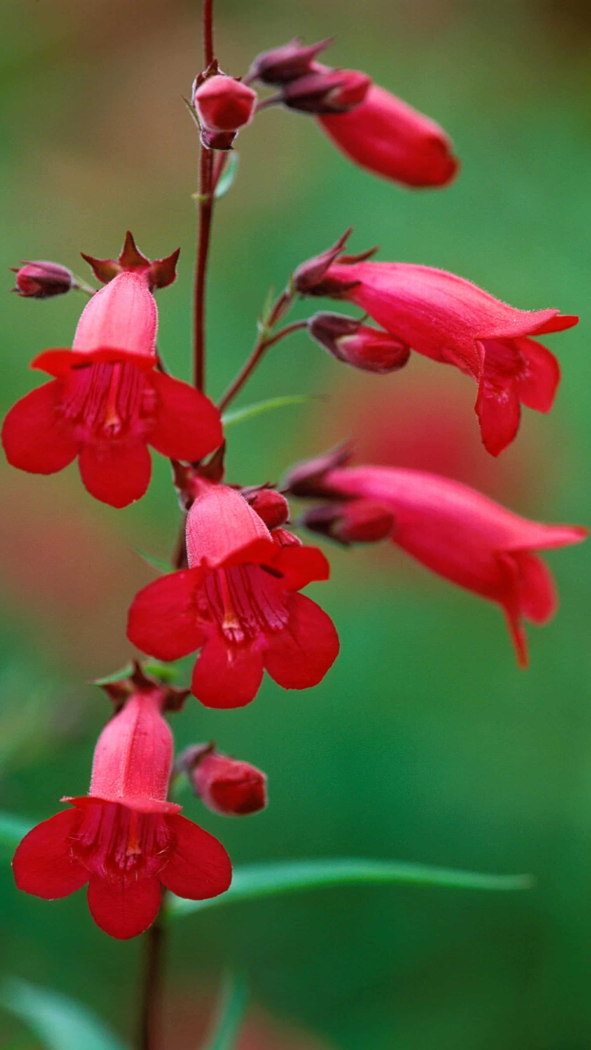 Plants that thrive in warm temperature