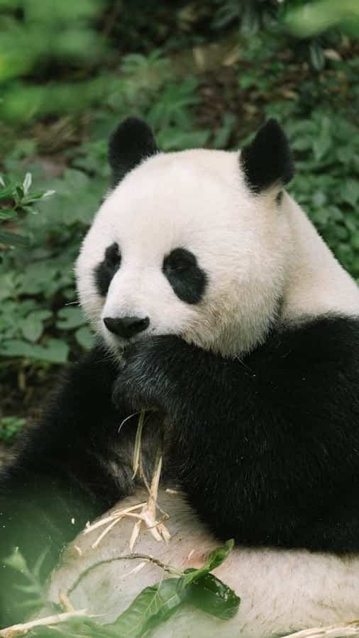 8 laziest animals on Earth