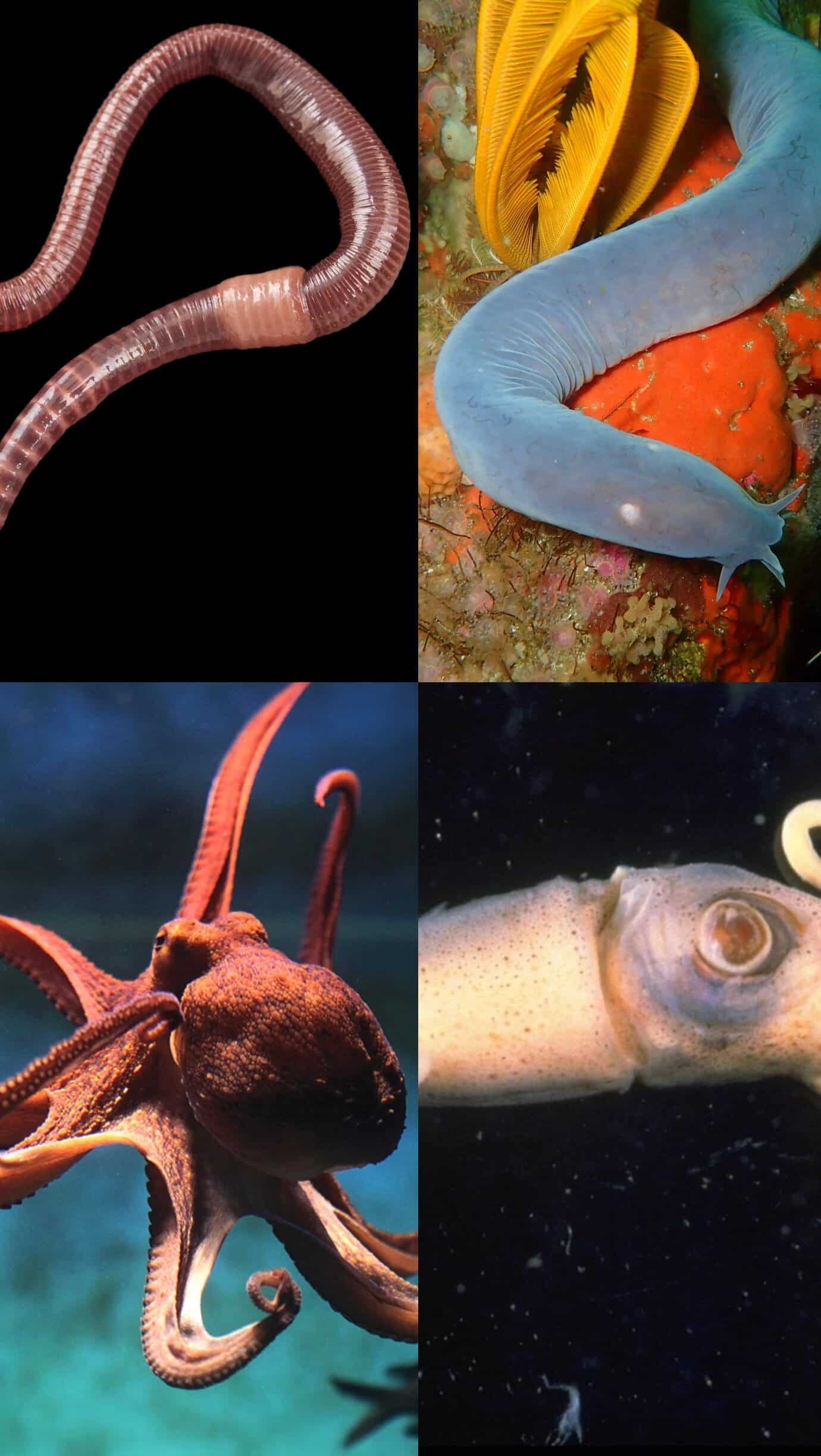 Creatures with more than one heart