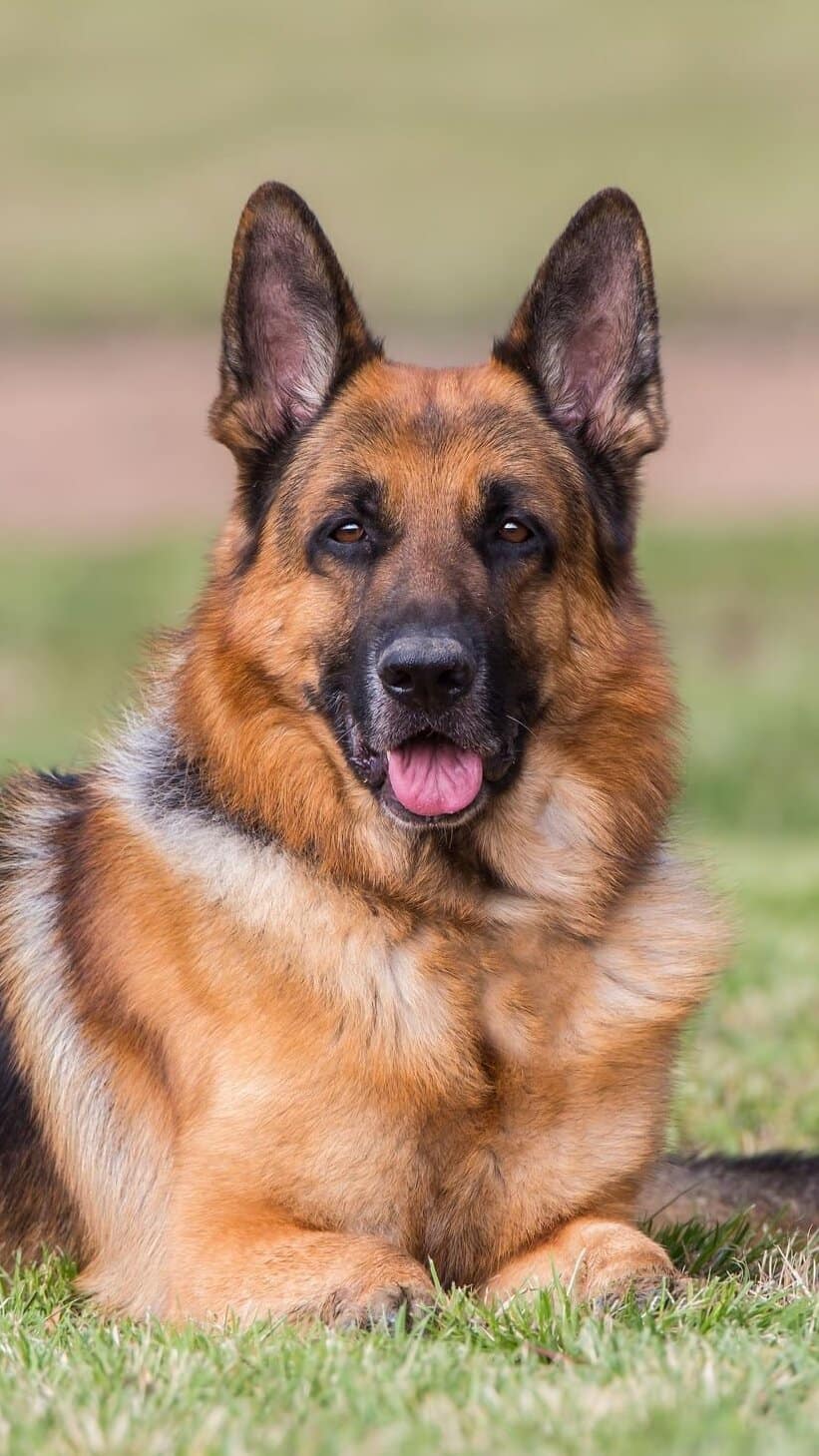 8 most protective dog breeds