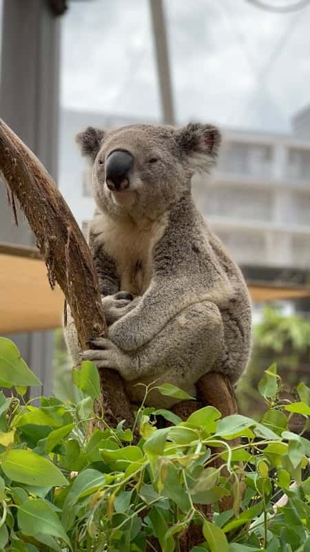 8 laziest animals on Earth