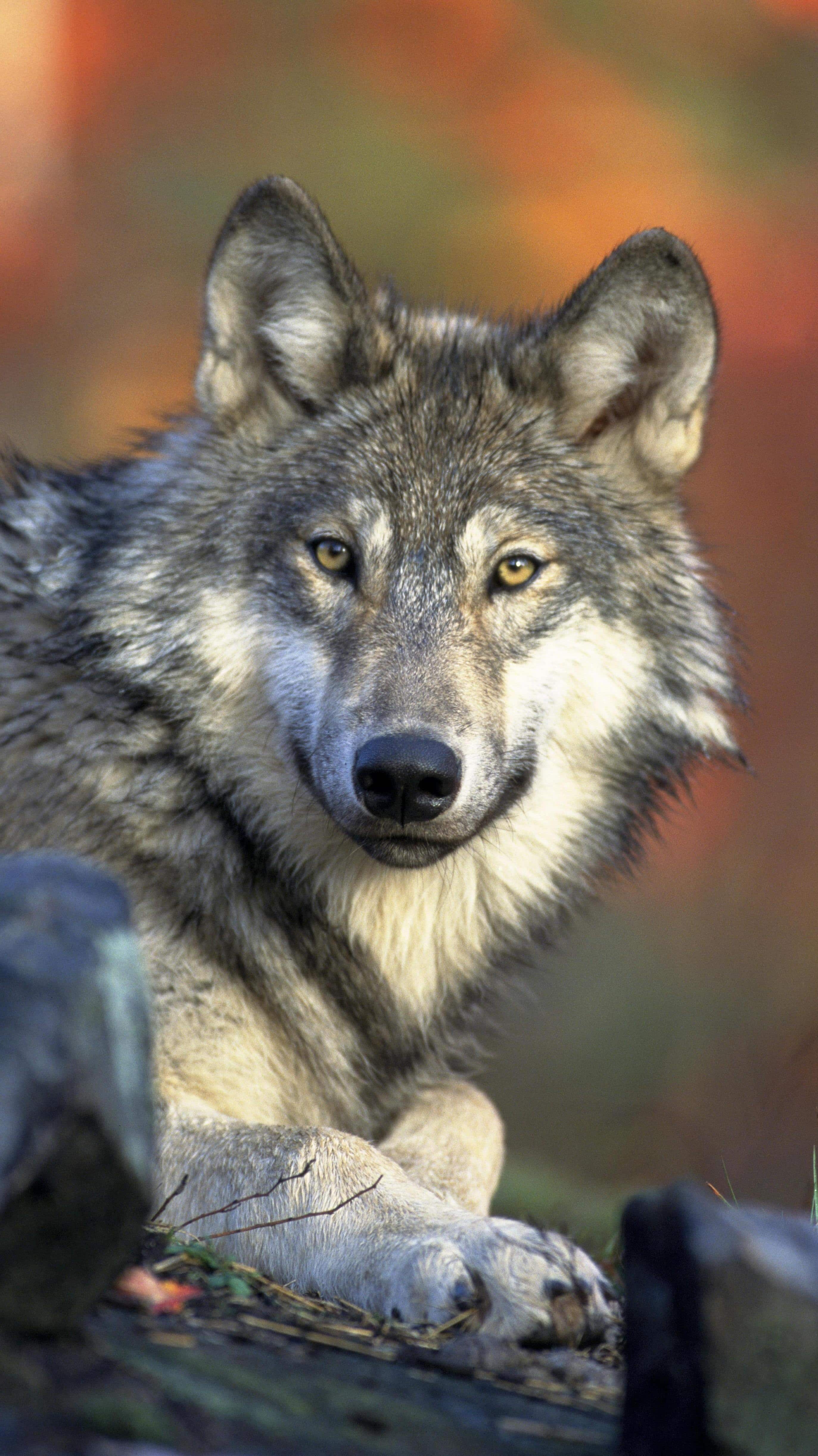 8 most friendly wild animals