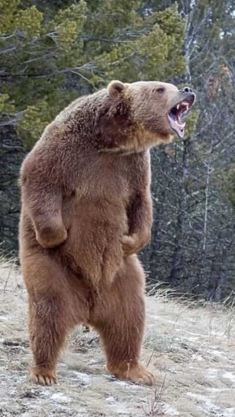 10 animals with short temper