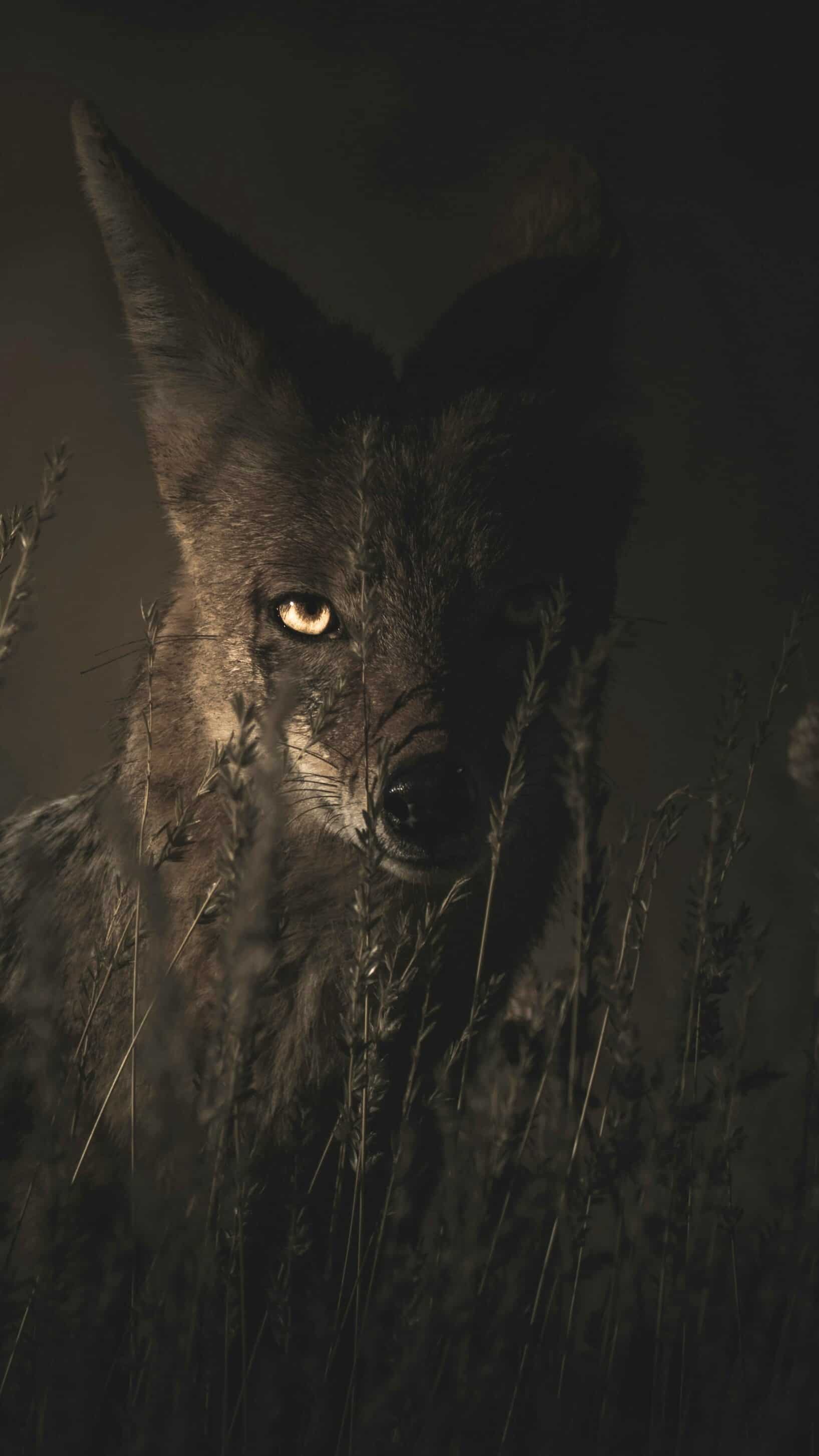 Animals that break trust