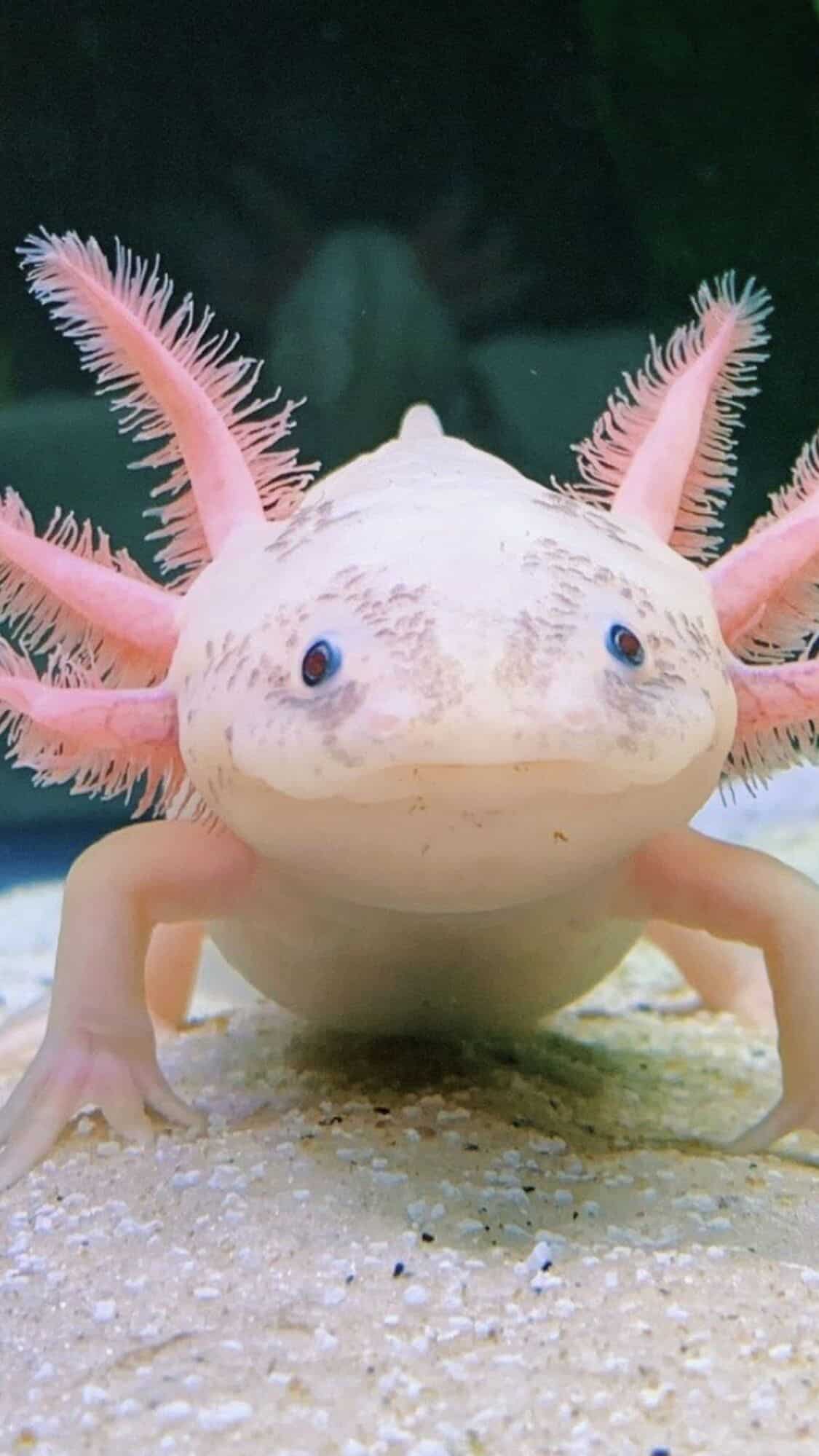 6 animals that survive near volcanoes