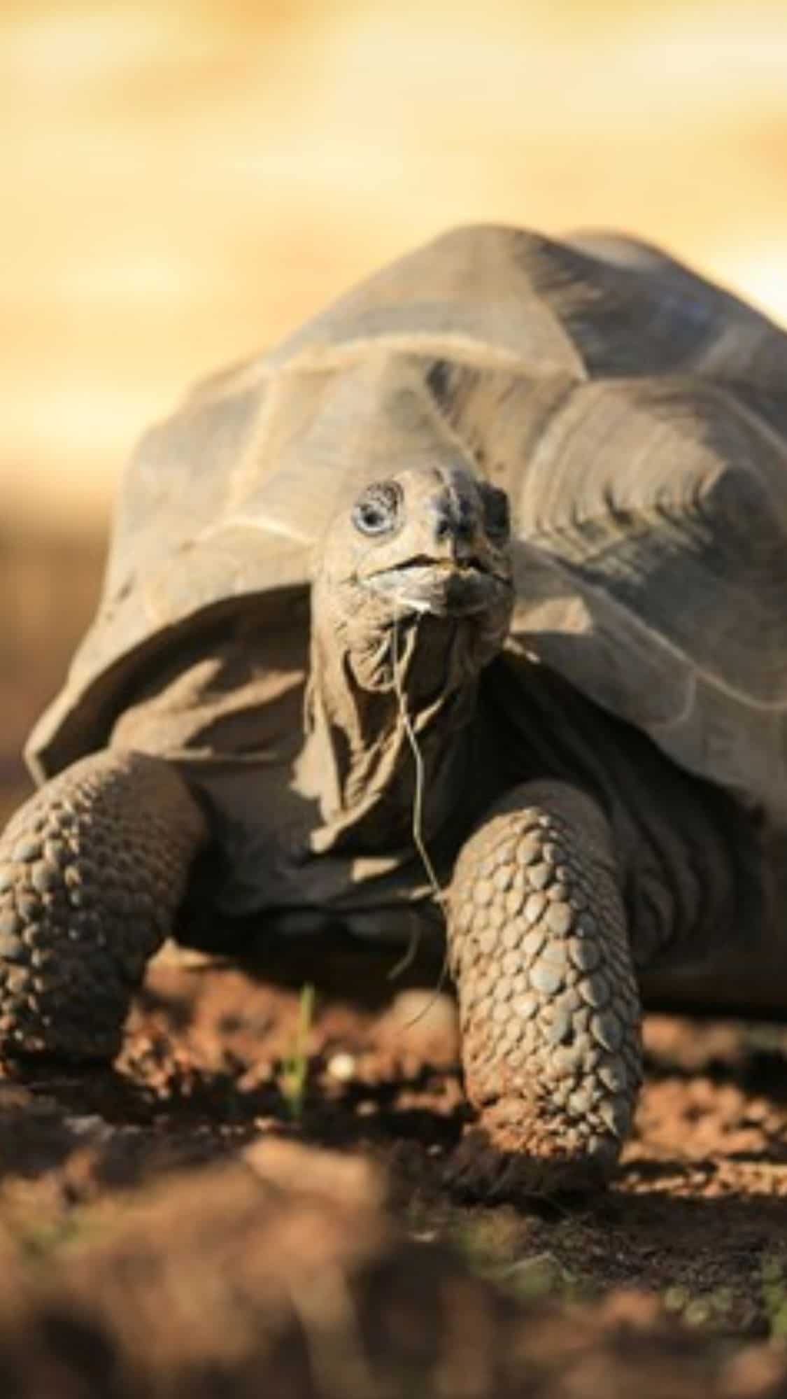 7 animals that can live over 100 years