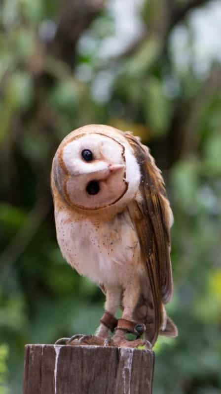 8 most hygienic animals