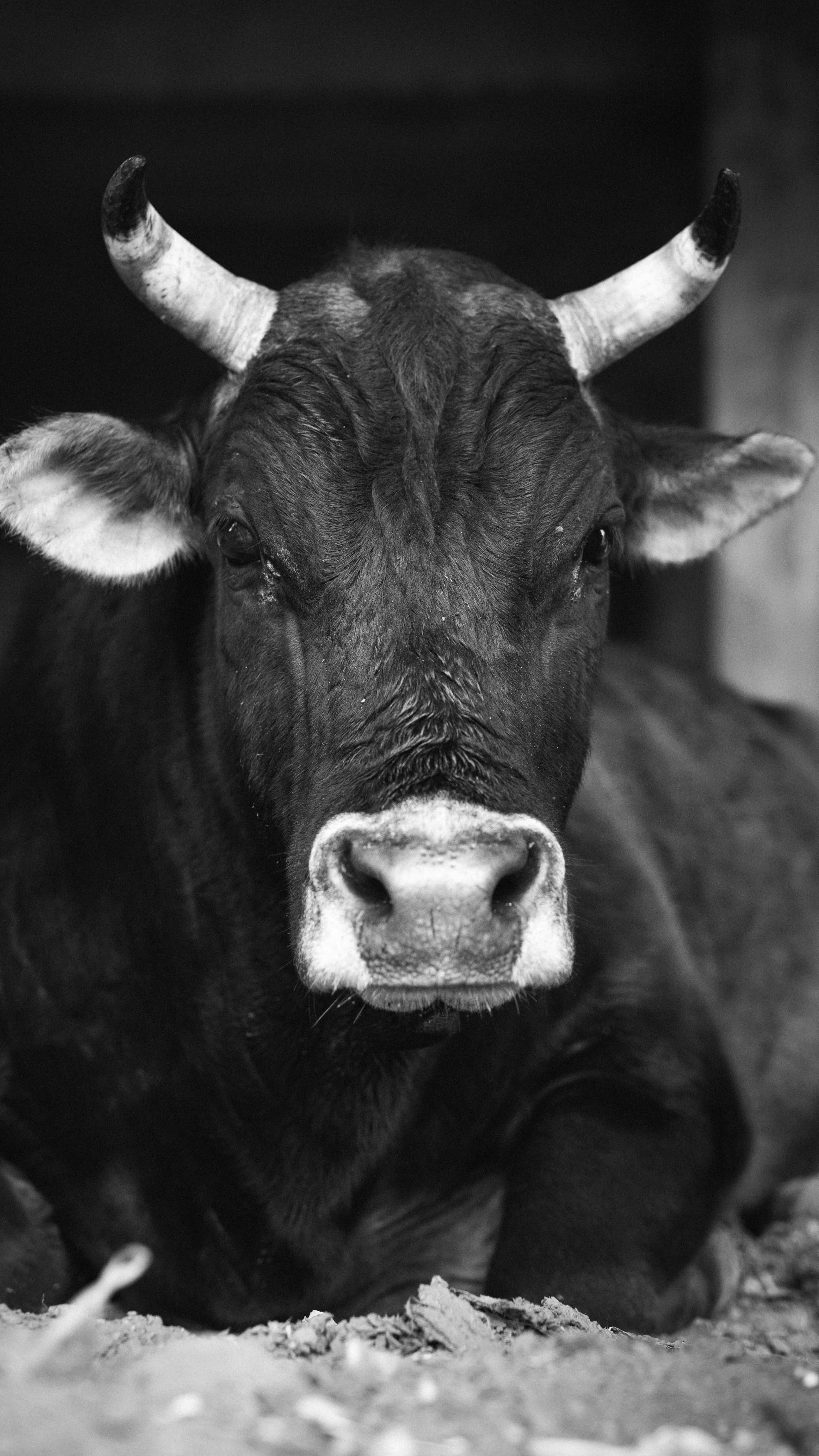 8 hardworking animals on Earth