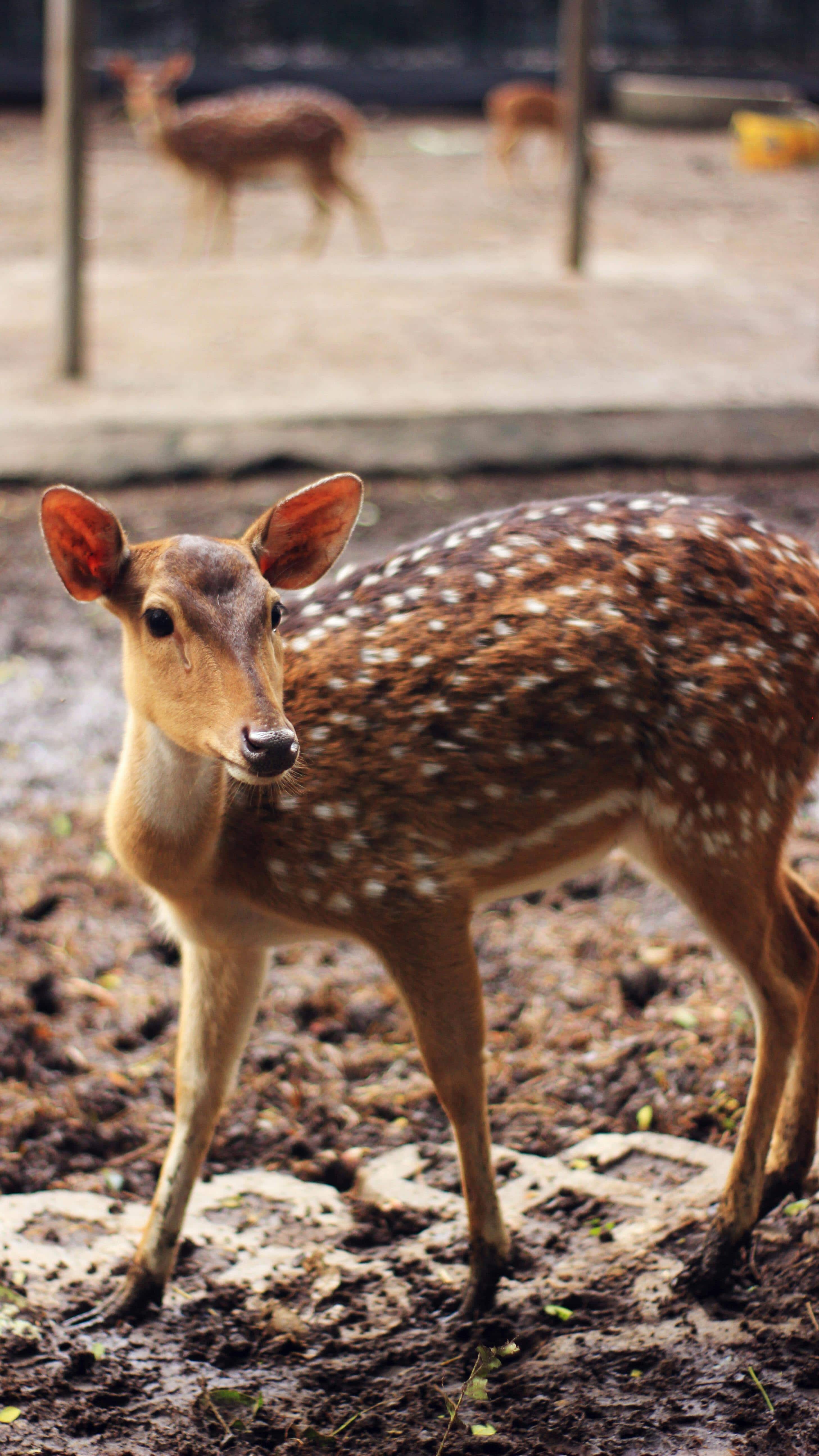 8 animals that can predict weather