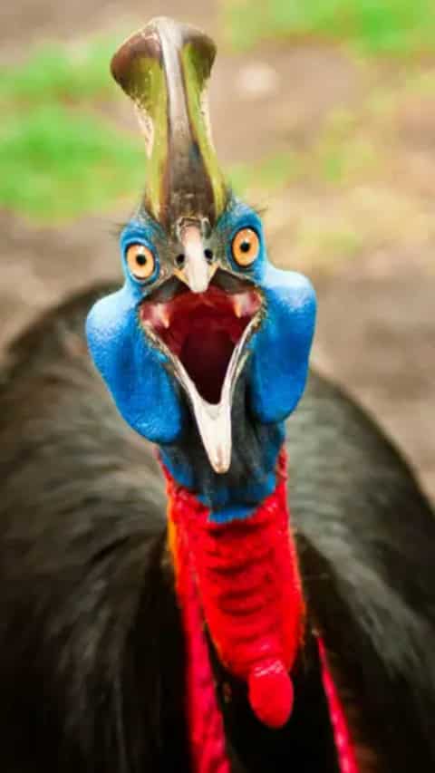 8 animals that look innocent but are dangerous