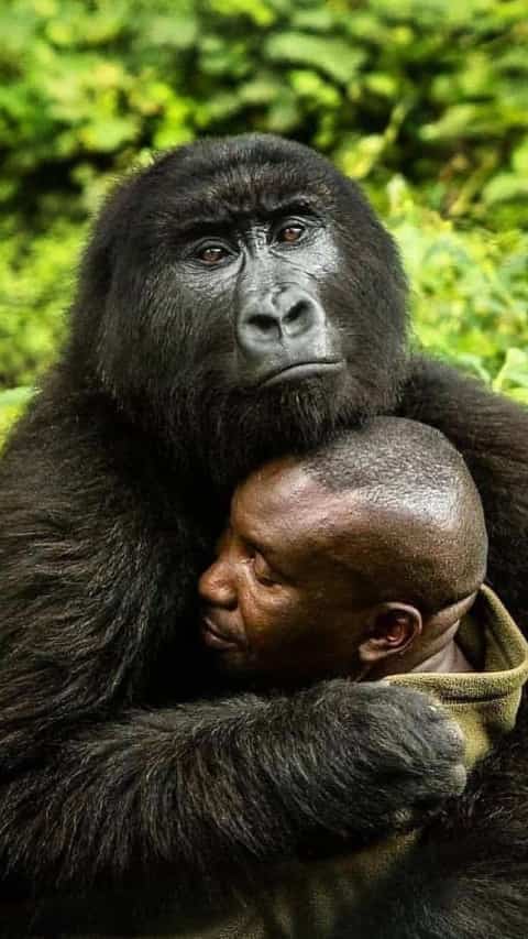 8 most affectionate animals