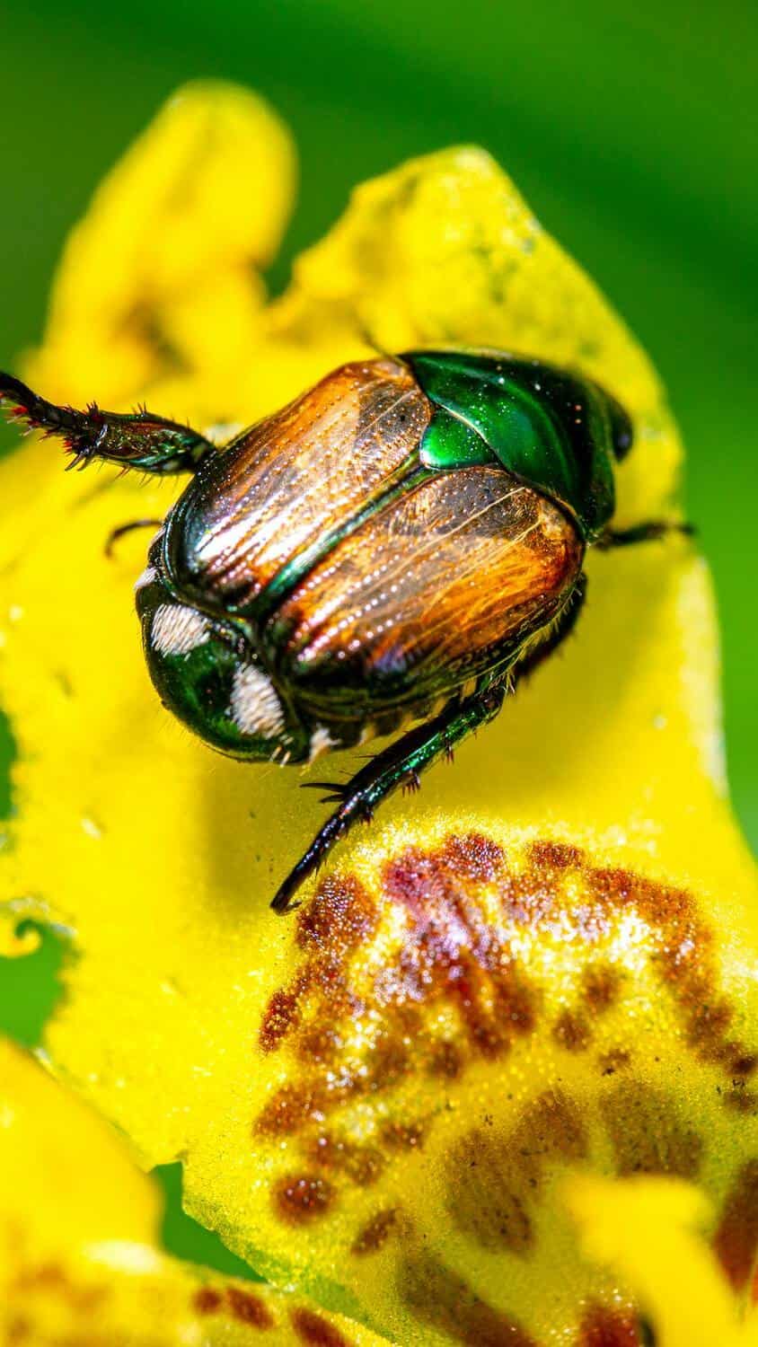 8 most colorful insects on Earth
