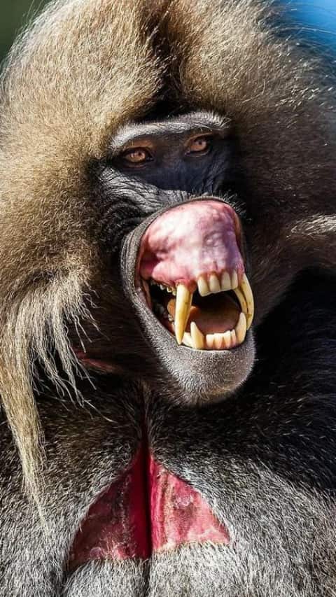 8 Animals who can survive without eating or drinking