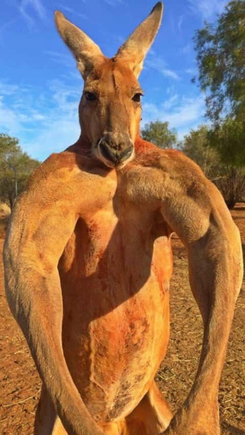 10 strongest animals in the wild