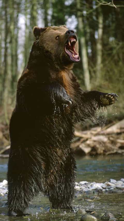 8 animals who can walk on two legs