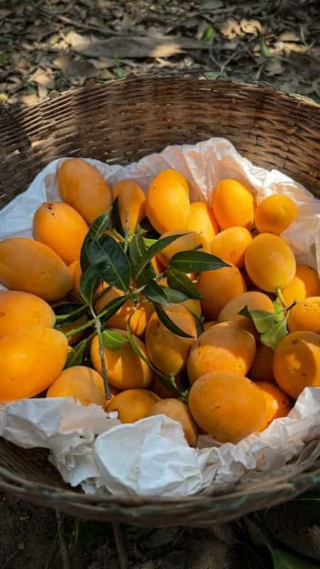 10 famous mango varieties found in India
