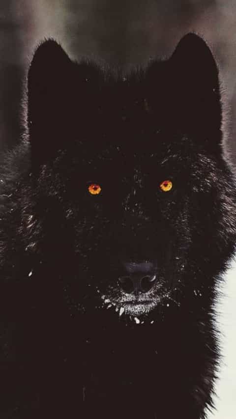 10 animals that shine in dark