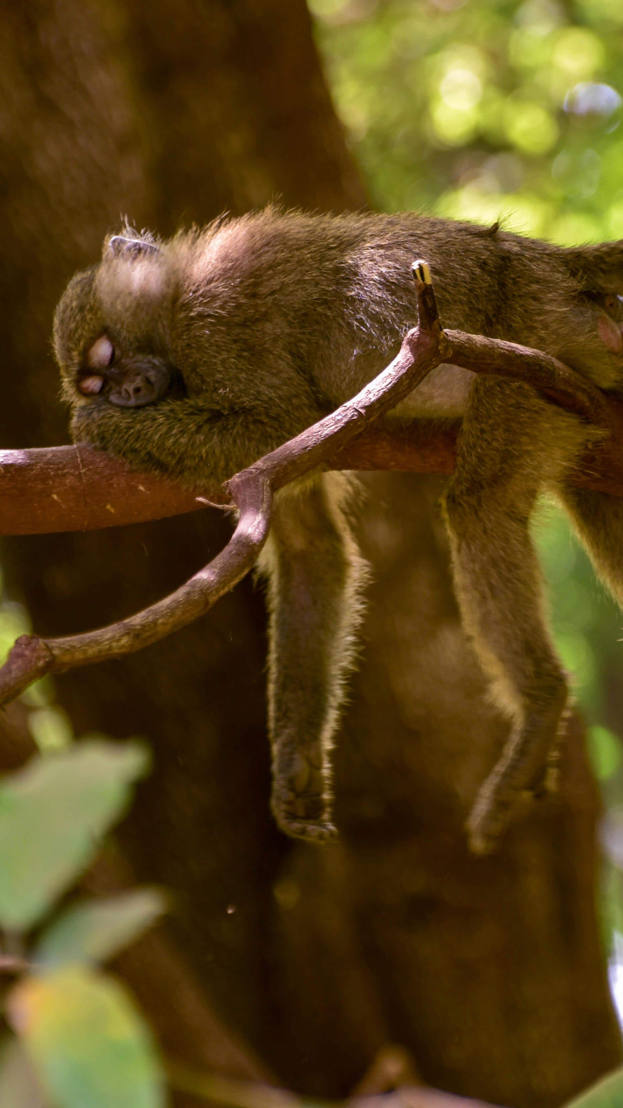 Animals that hardly sleep