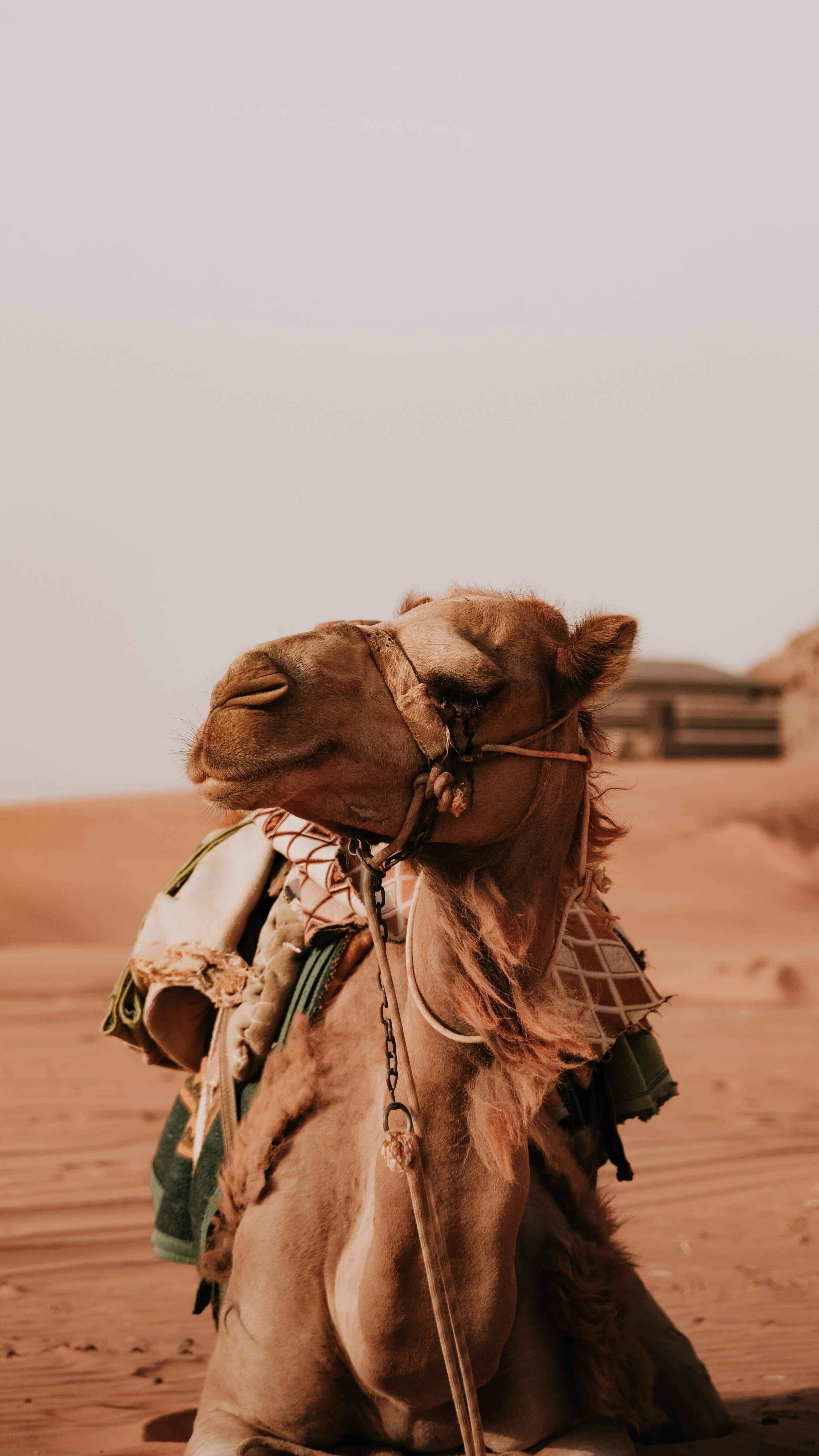 7 animals that can survive in extreme hot weather