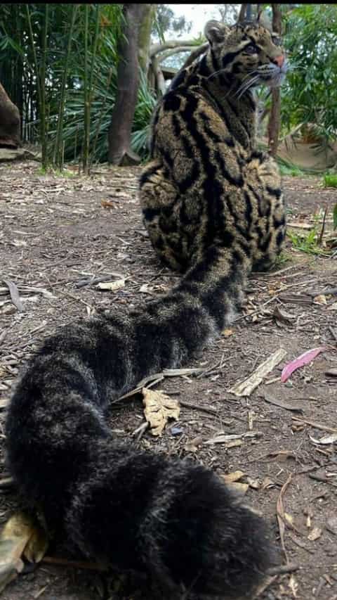 10 animals with longest tails