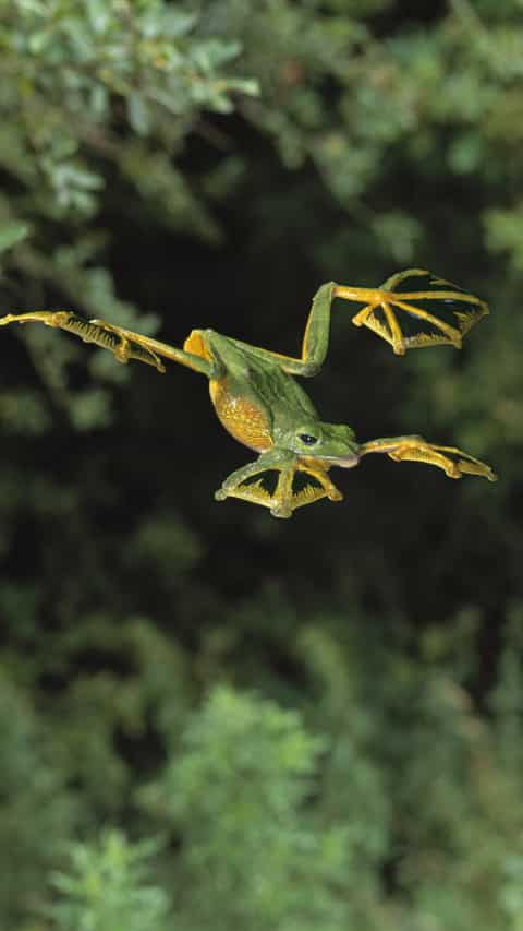 Animals That Fly Pictures