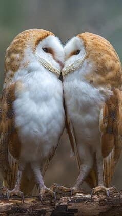 Mammals That Mate For Life