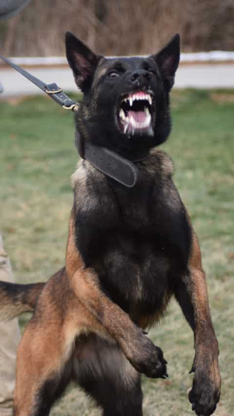 10 Most Dangerous Dog Breeds In The World - Infoupdate.org