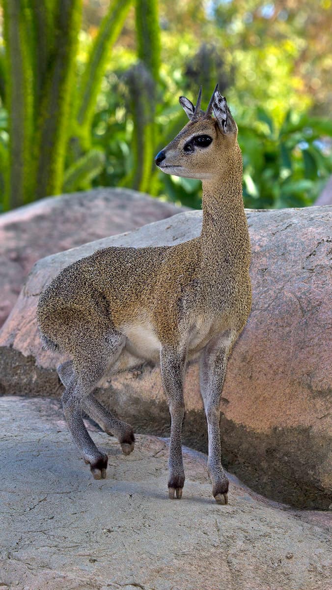 Jumping Animals Pictures The 10 Highest Jumping Animals In The World