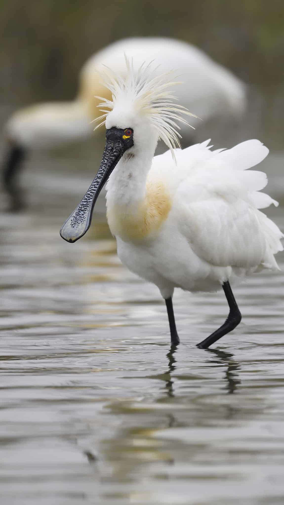 Rarest Bird In The World Video: How ABC Protects Rare Birds American