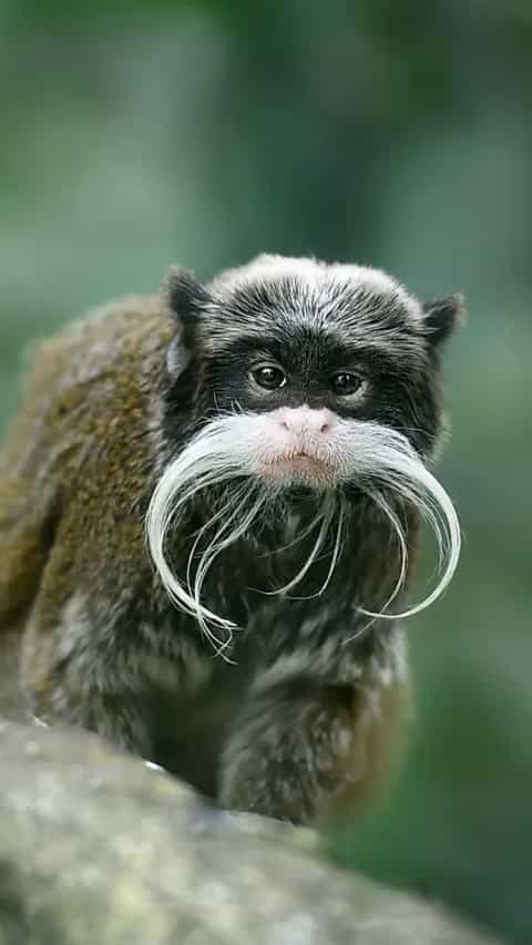 Animals With Mustaches 1200x630