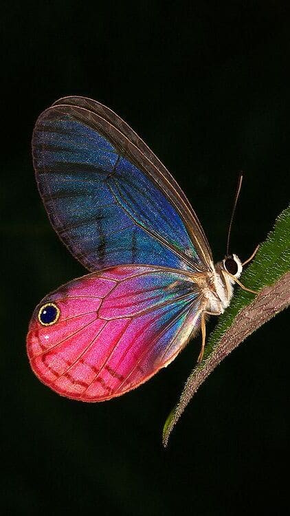 Most Beautiful Insects