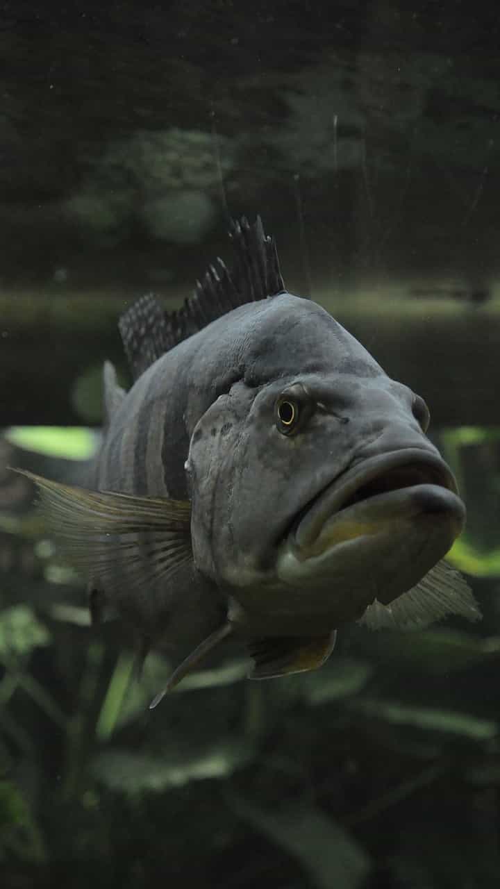 Deadliest Fish