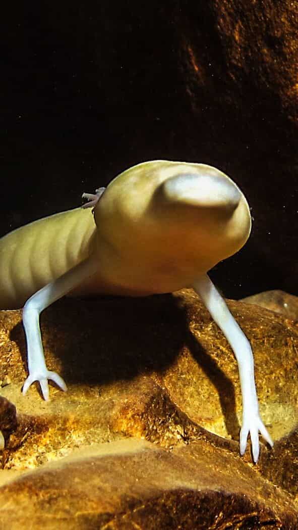 animals without eyeshine