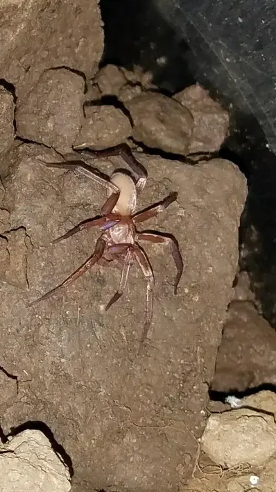 blind cave wolf spider