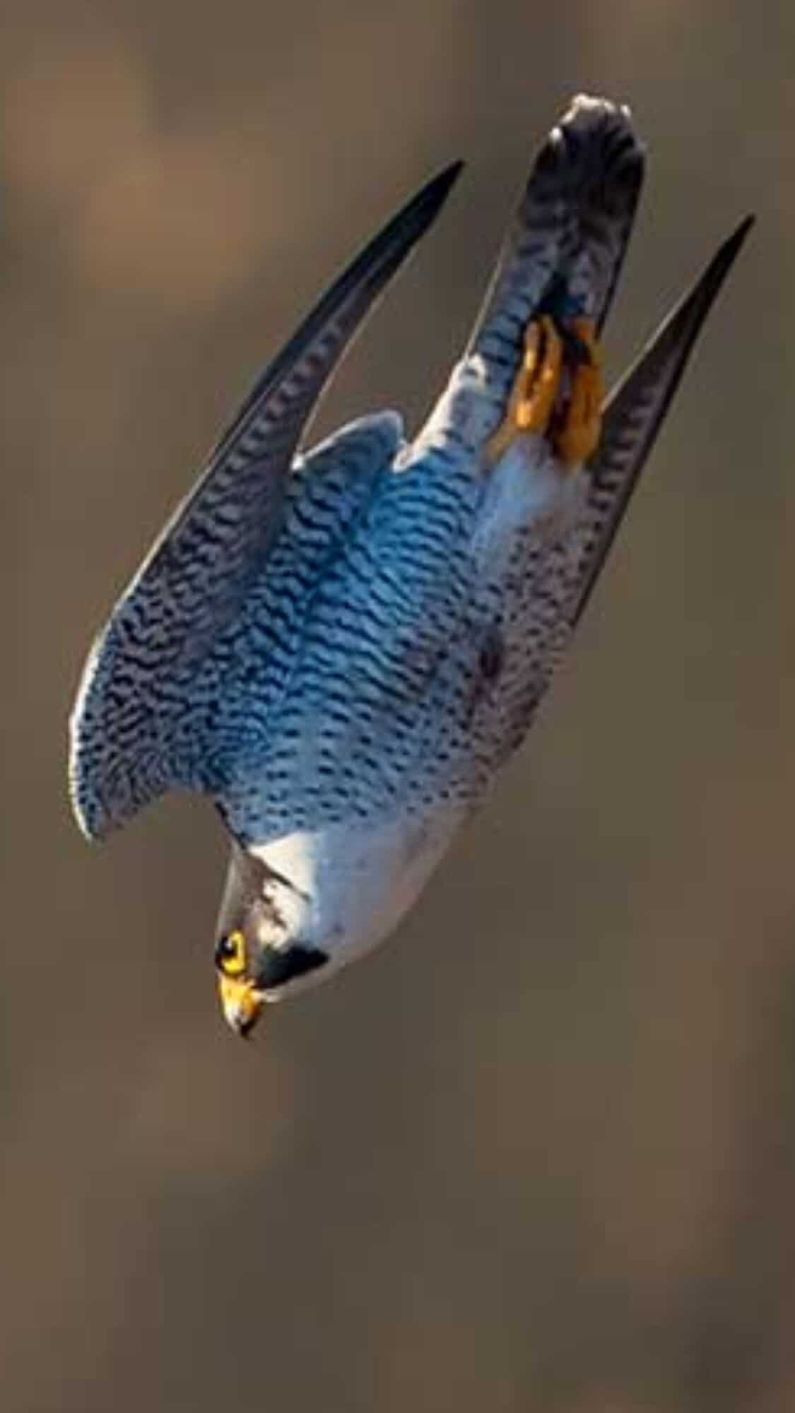 What Are The Fastest Birds