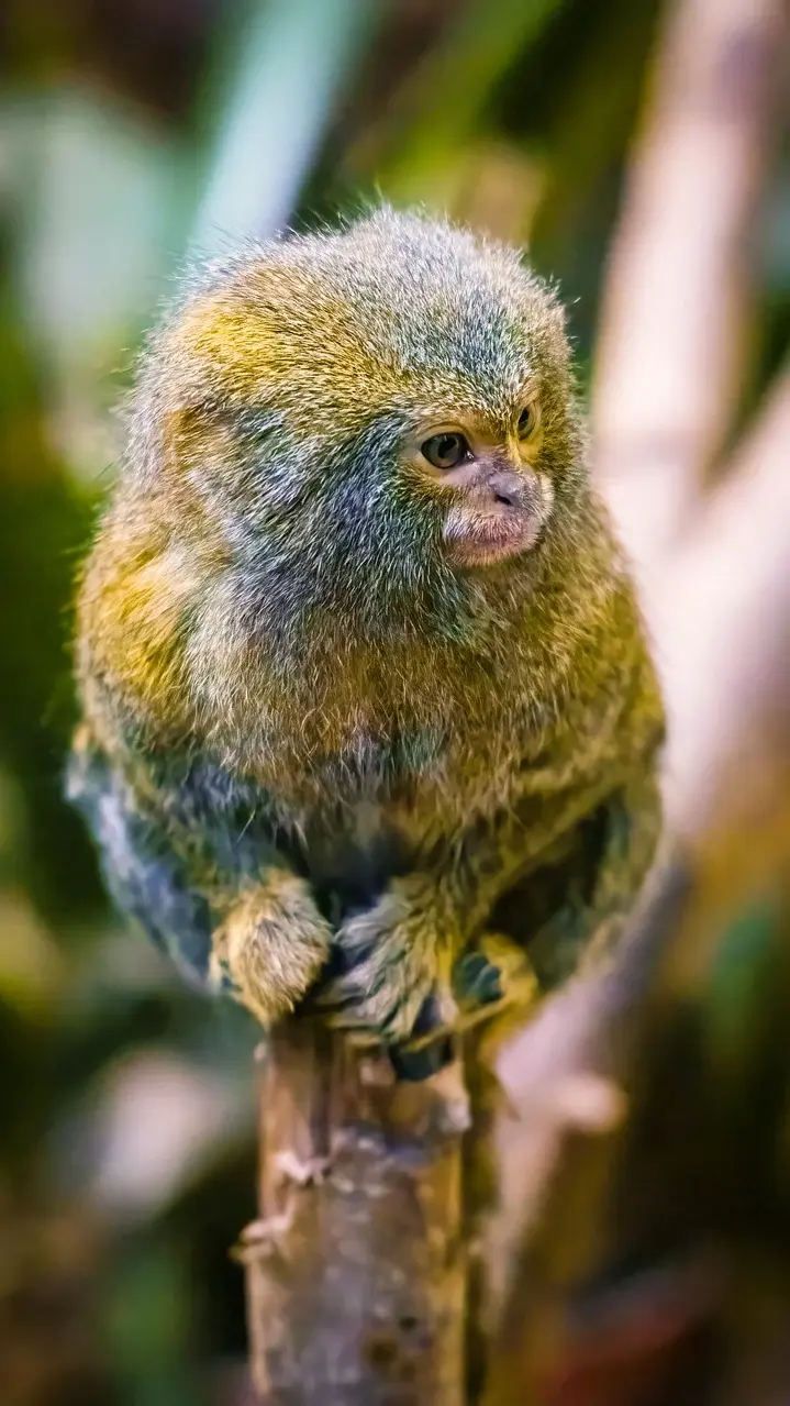 Pygmy Jerboa Amazon.com: IPhone 13 Pygmy Jerboa With Coffee Watercolor