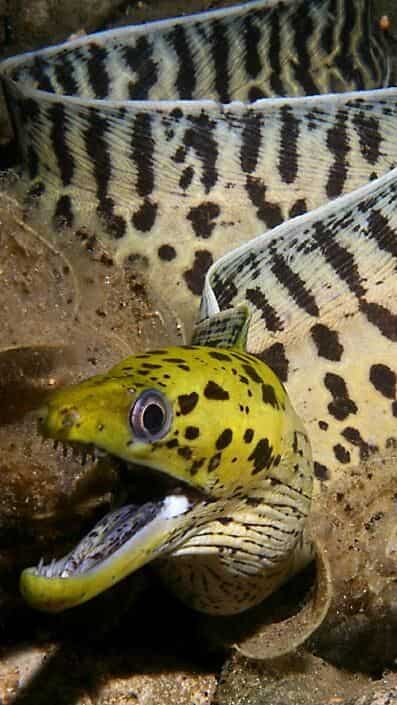 Snake Like Fish In India